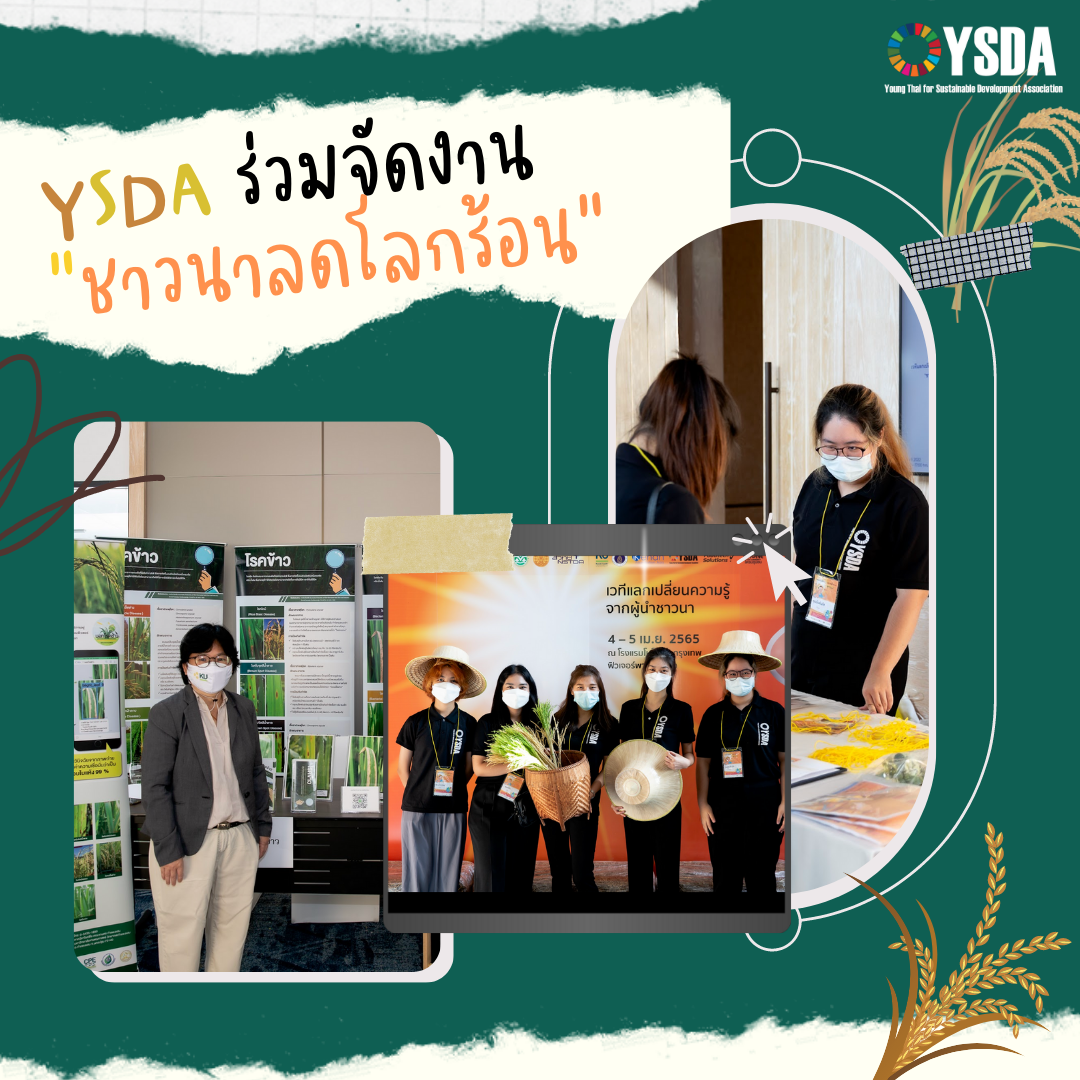 YSDA Thailand
